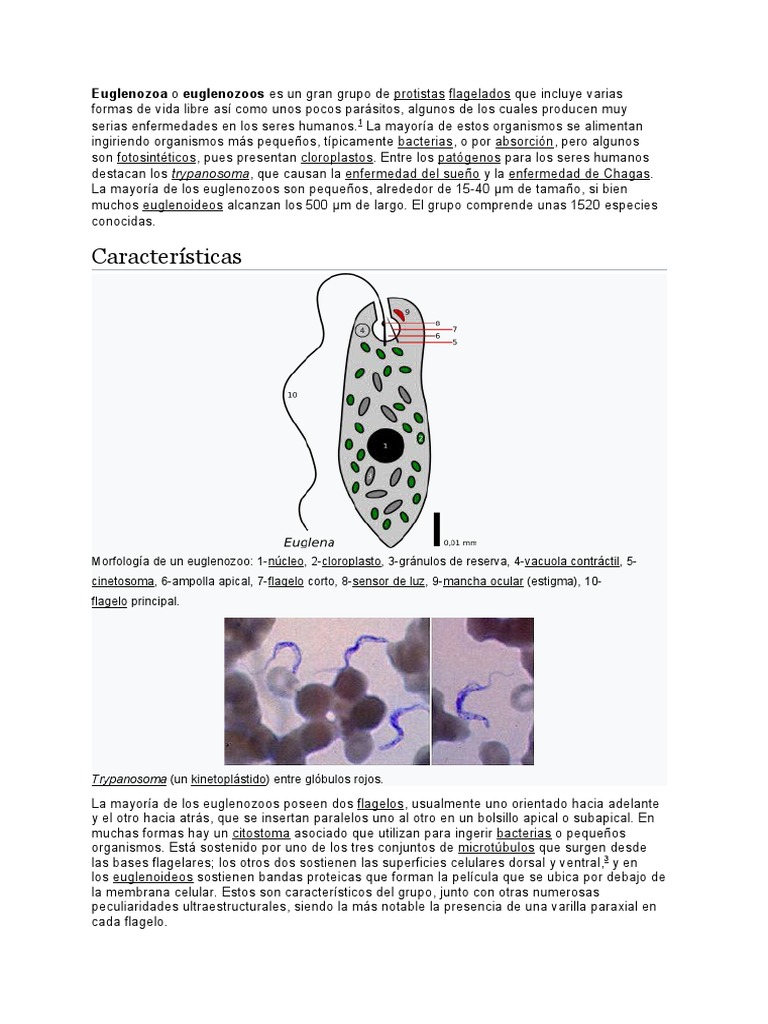 Euglenozoa | PDF | Eucariotas | Organismos