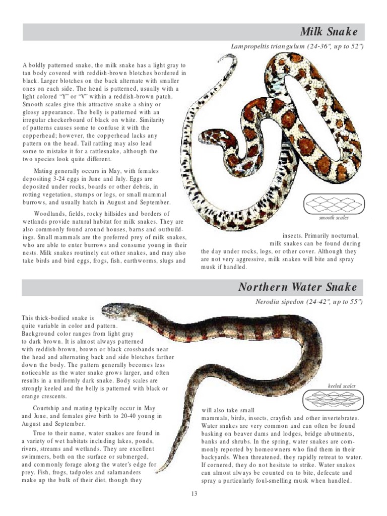 Guide To Ter | PDF | Rattlesnake | Snake