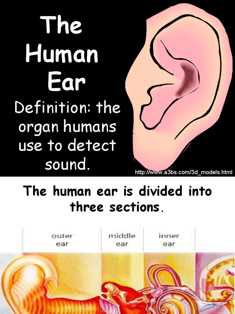 The Human Ear: Definition: The Organ Humans Use To Detect Sound | PDF ...