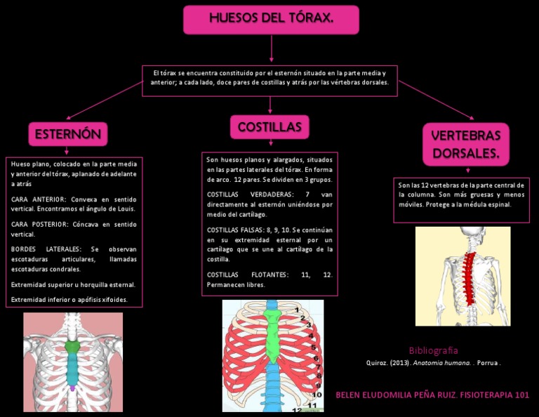 Huesos Del Tórax PDF | PDF | Tórax | Tórax (anatomía humana)