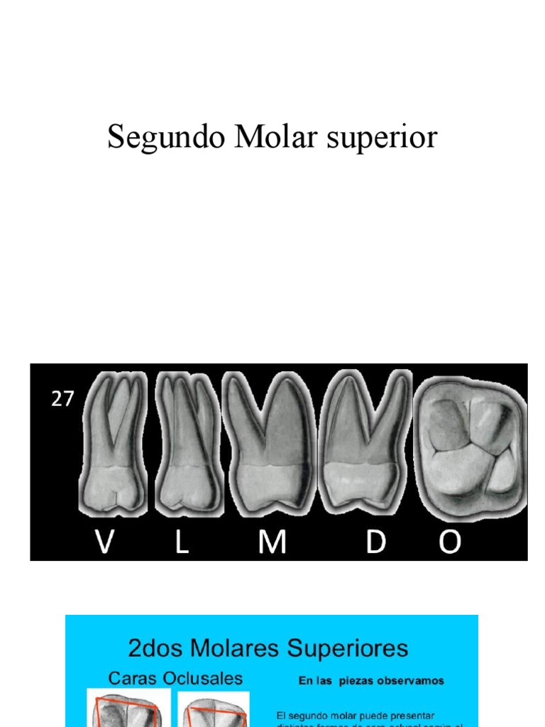 Segundo Molar Superior | PDF