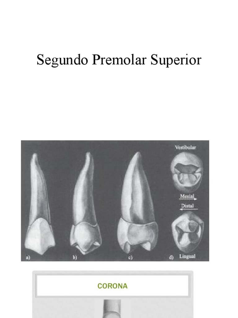 Segundo Premolar Superior | PDF