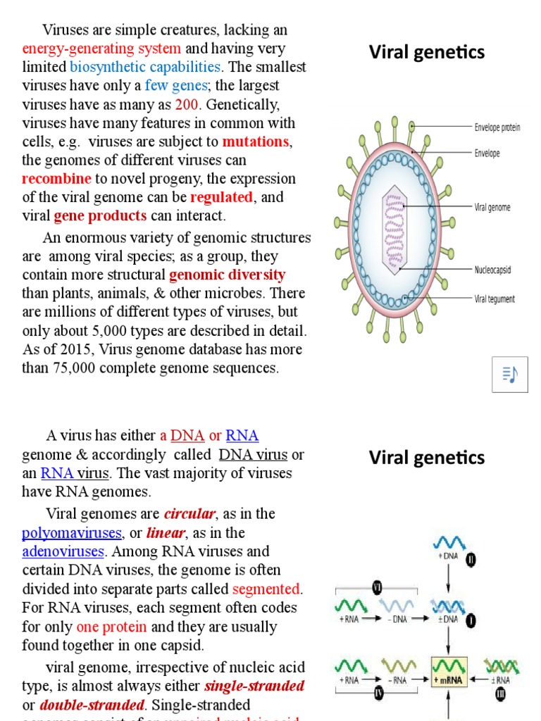 Viral Genetics and Replication 2 | PDF | Sense (Molecular Biology) | Virus