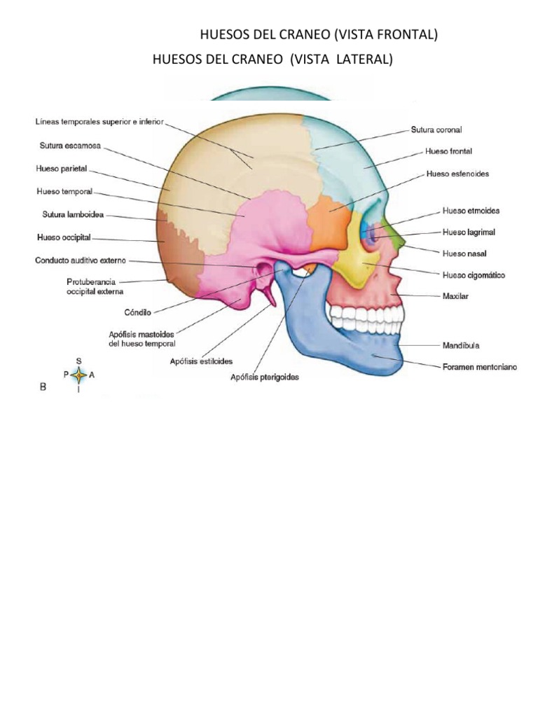 Huesos Del Craneo | PDF