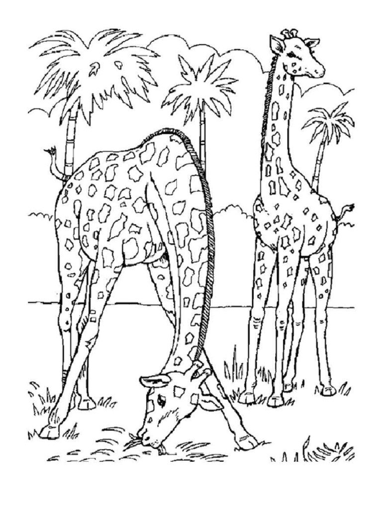 Gambar Haiwan Zirafah | PDF