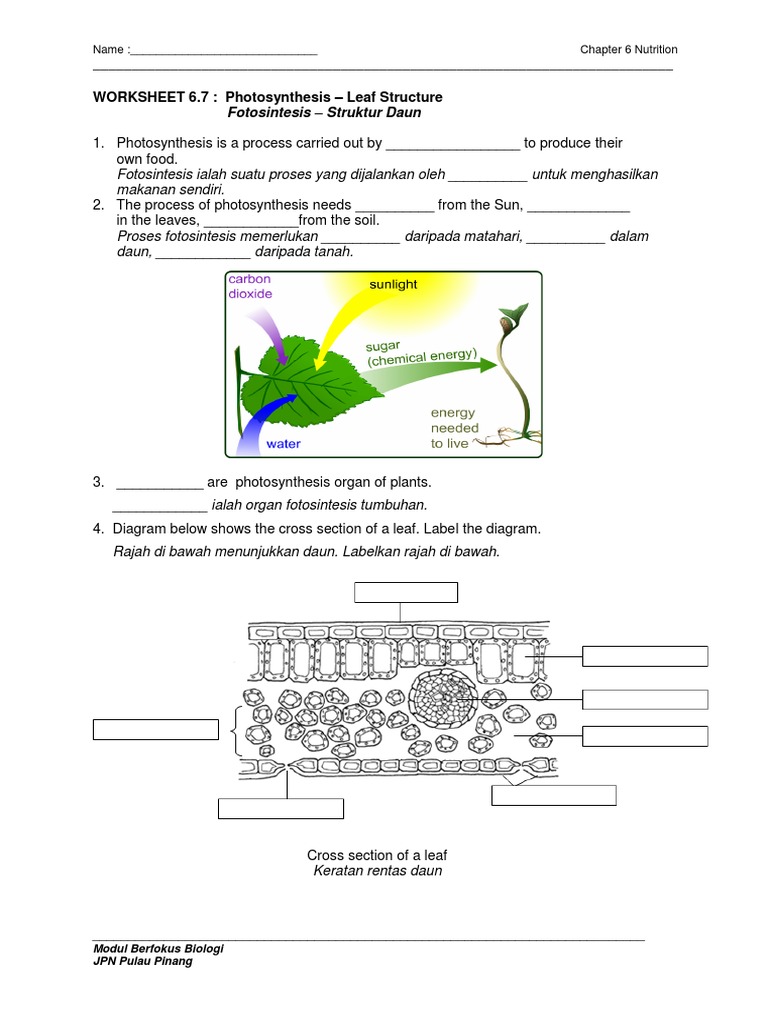 WORKSHEET 6.7 Photosynthesis - Leaf Structure (New) | PDF | Leaf ...