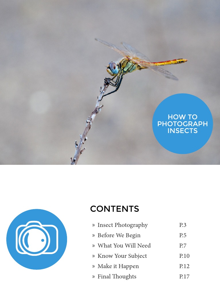 Insect Photography PDF | Download Free PDF | Aperture | Macro Photography