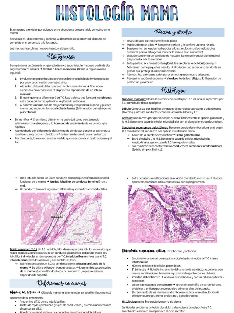 Mama (Histología) | PDF