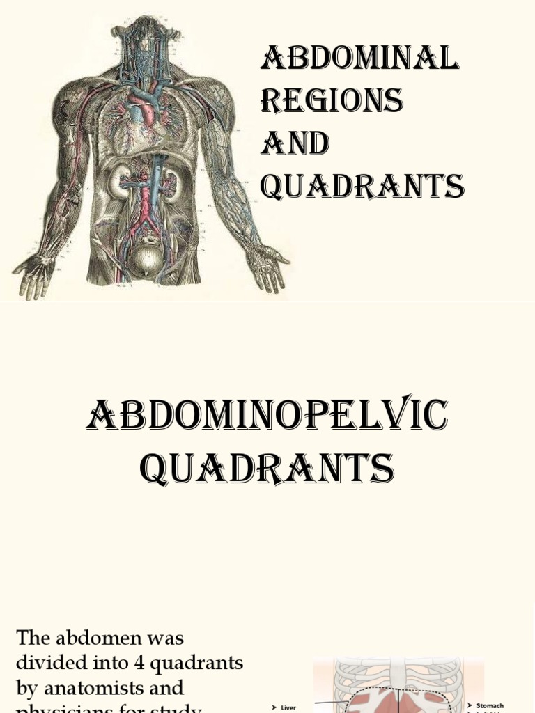 Abdominal Regions AND Quadrants | PDF | Thorax | Vertebral Column