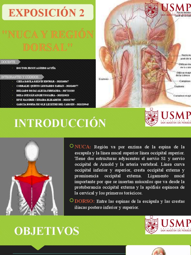 Nuca y Región Dorsal - Doctor Agüero - 22C | PDF | Anatomía humana ...