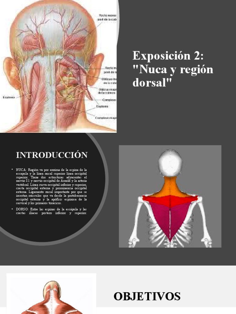 Exposición 2 - Nuca y Región Dorsal - DOCTOR AGÜERO | PDF | Anatomía ...