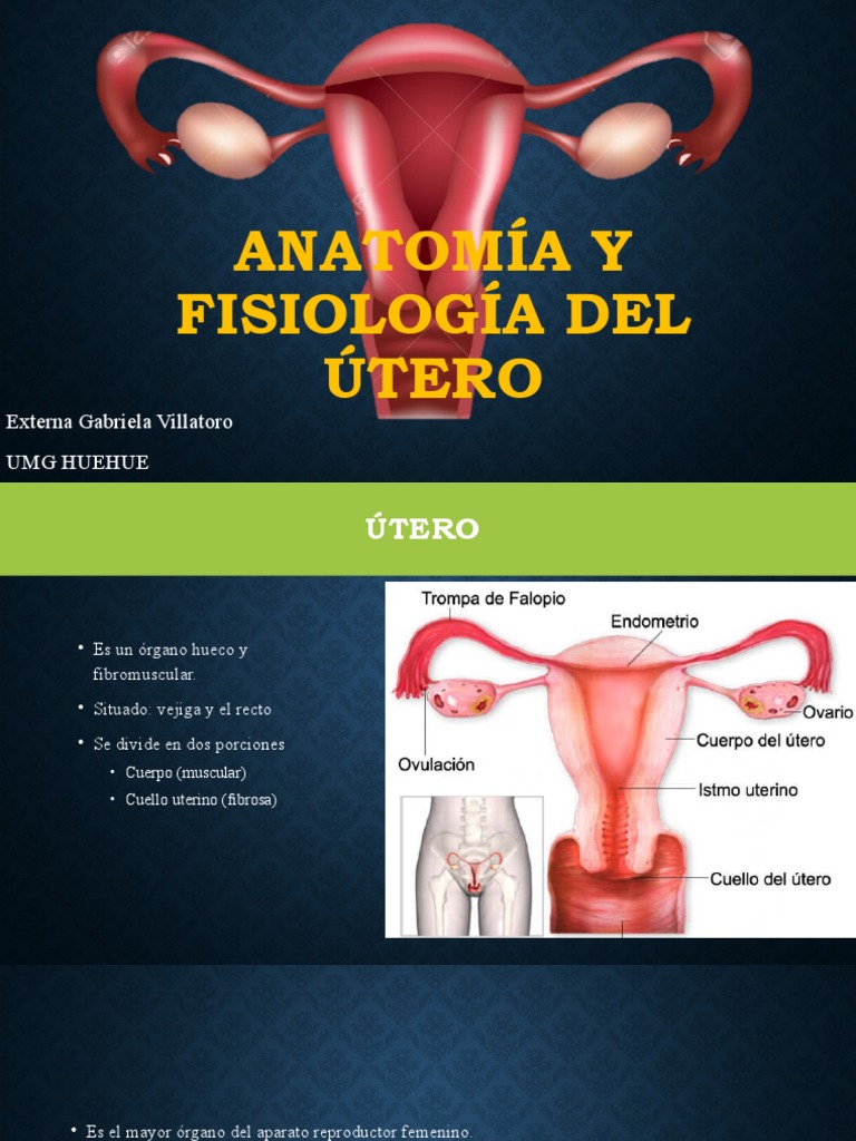 Anatomía Y Fisiología Del útero Pdf útero Sistema Reproductor