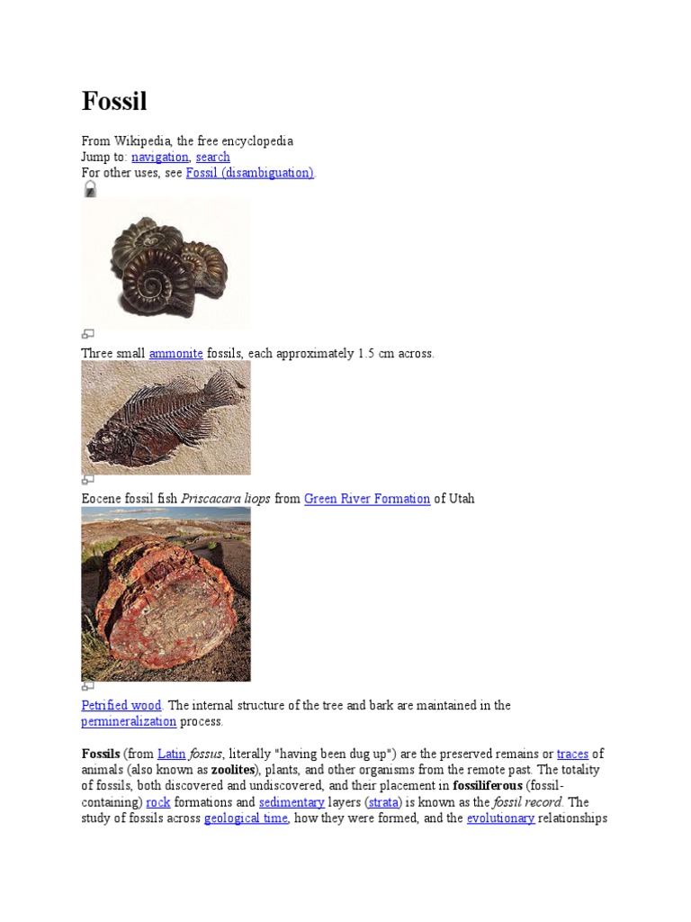 Fossils | PDF | Fossil | Nature