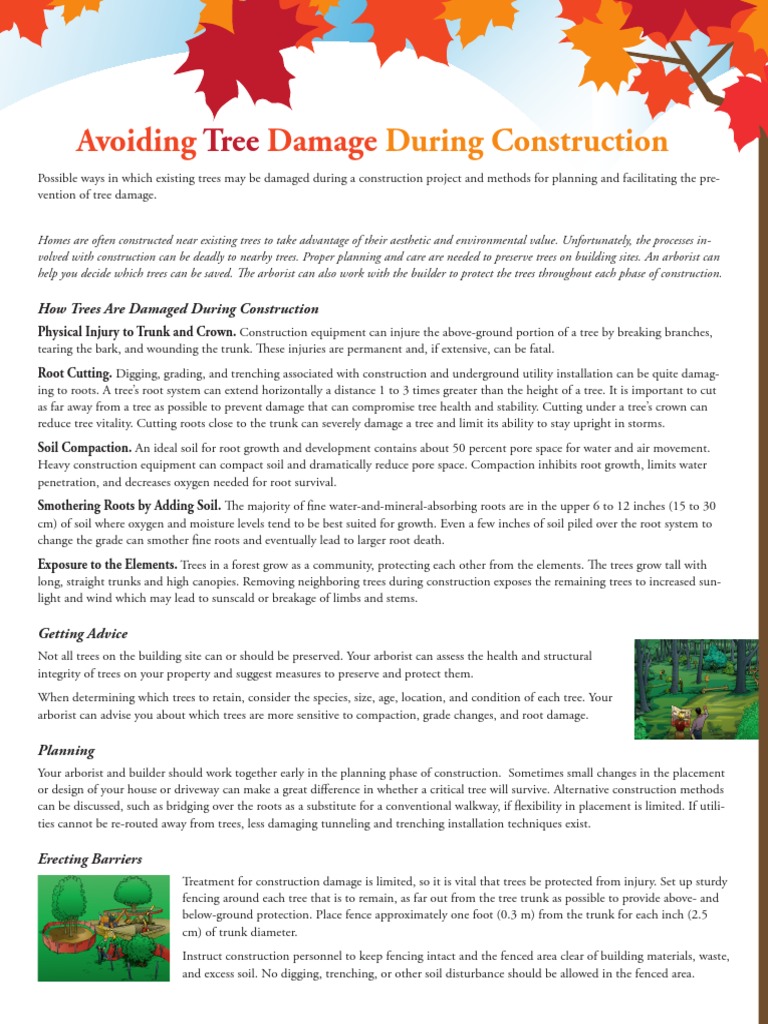 Avoiding Damage: During Construction | PDF | Trees | Root