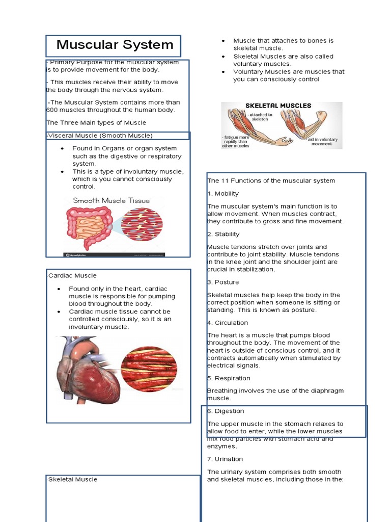 Muscular-System-handouts - WPS PDF Convert | PDF | Muscle | Human Body