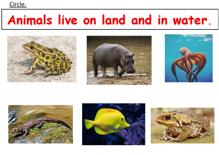 Animals Live On Land and in Water | PDF