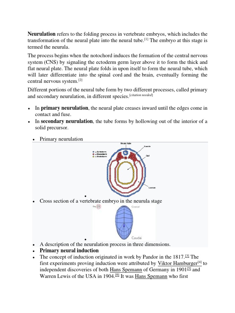 Neurulation | PDF | Anatomy | Reproduction