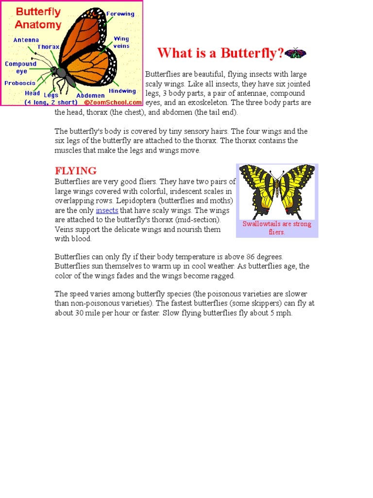 Butterfly Information | Download Free PDF | Butterfly | Pupa
