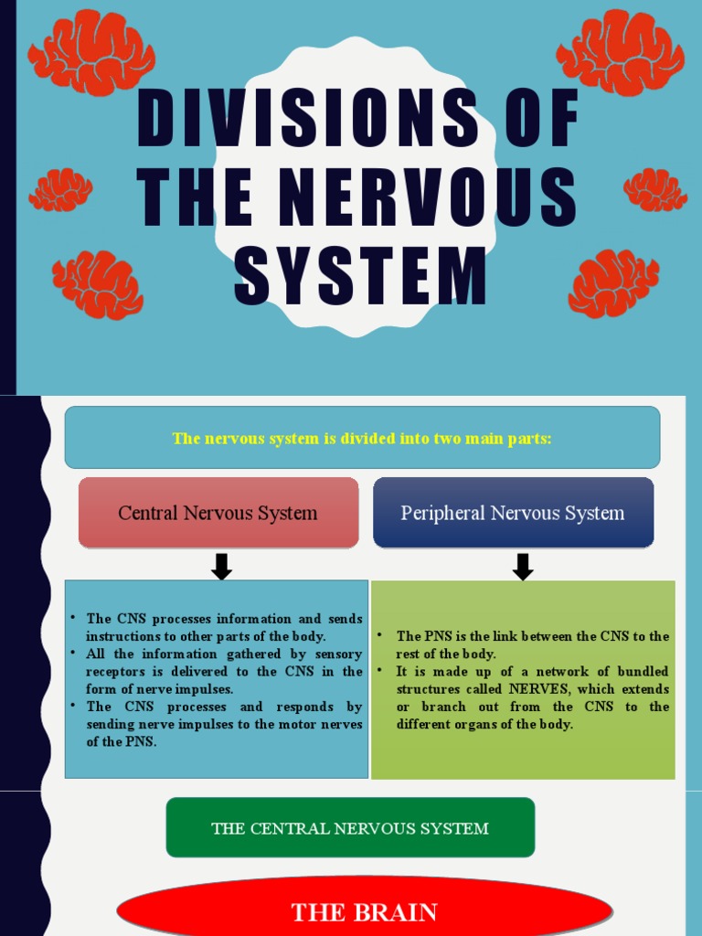 Divisions of The Nervous System | PDF | Central Nervous System | Brainstem