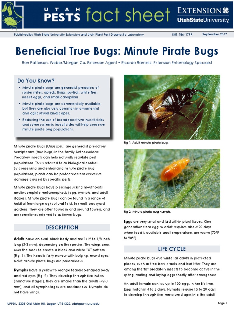 Beneficial True Bugs: Minute Pirate Bugs: Do You Know? | Download Free ...