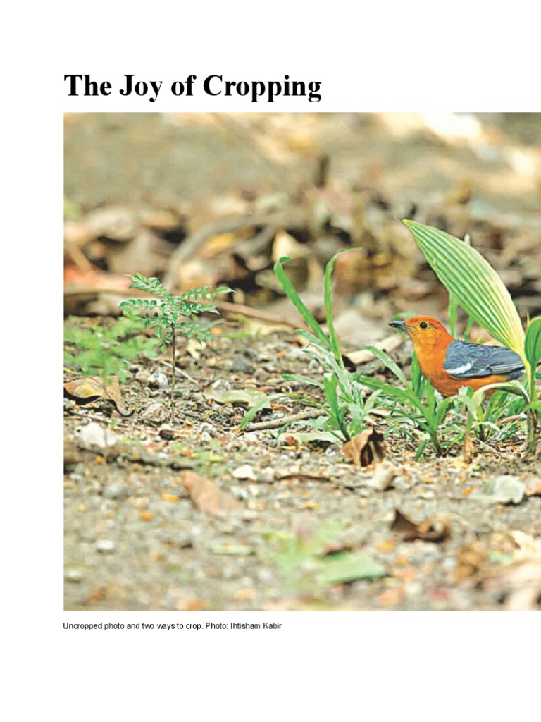 The Joy of Cropping: Uncropped Photo and Two Ways To Crop. Photo ...