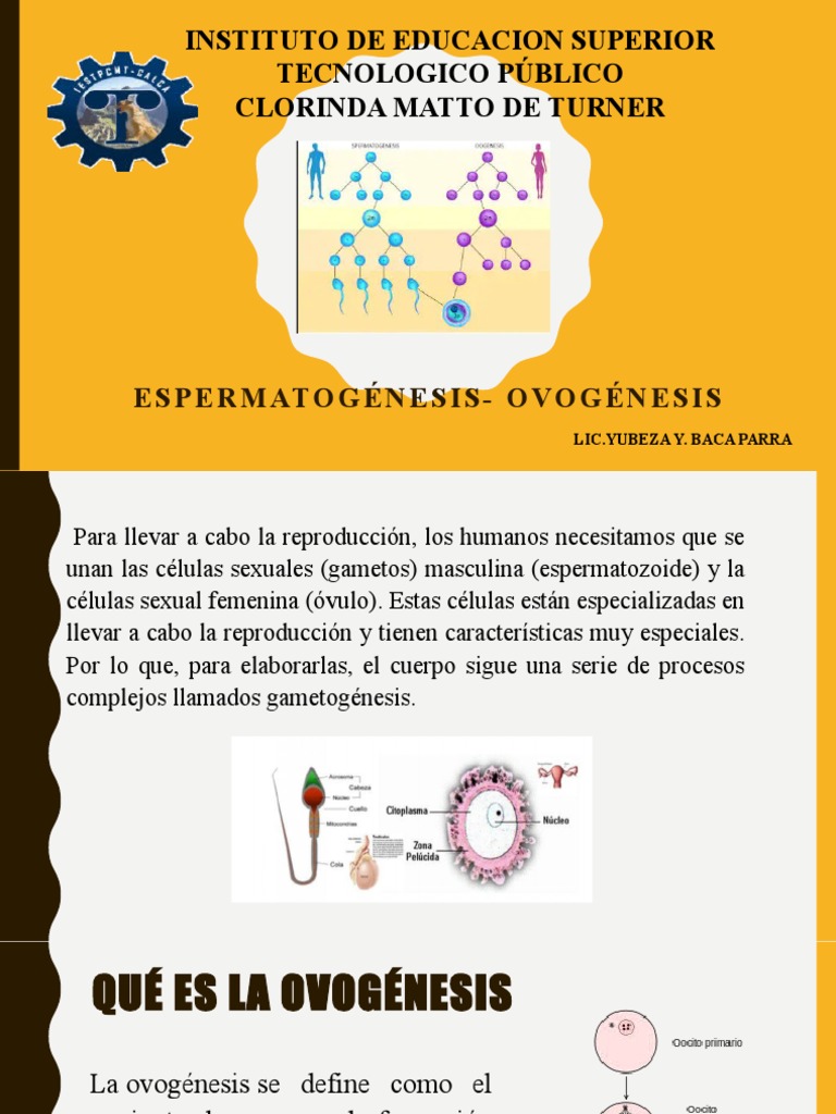 Espermatogenesis Ovogenesis | PDF | Reproducción sexual | Anatomia animal