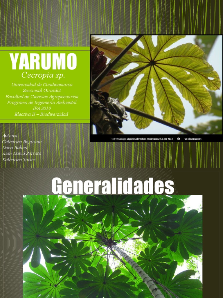 Yarumo | PDF | Colombia | Plantas