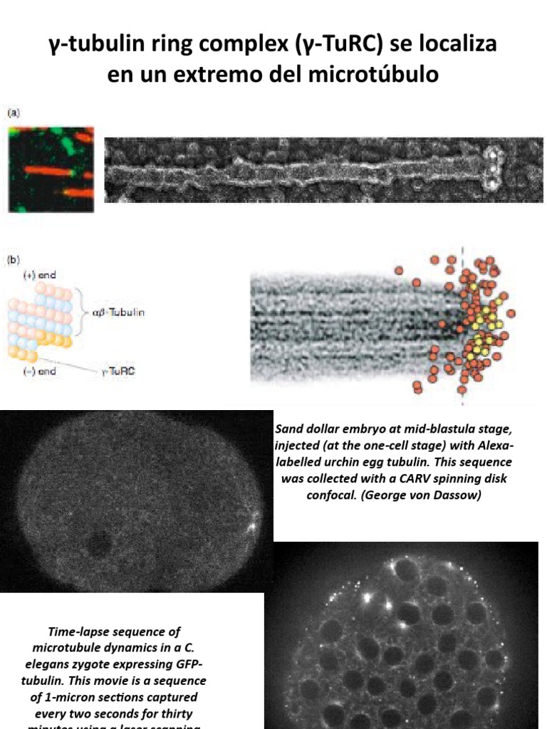 Γ-Tubulin Ring Complex (Γ-Turc) Se Localiza En Un Extremo Del ...