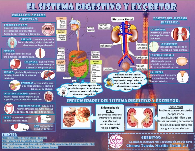Guía Básica del Sistema Digestivo y Excretor | PDF | Digestión ...
