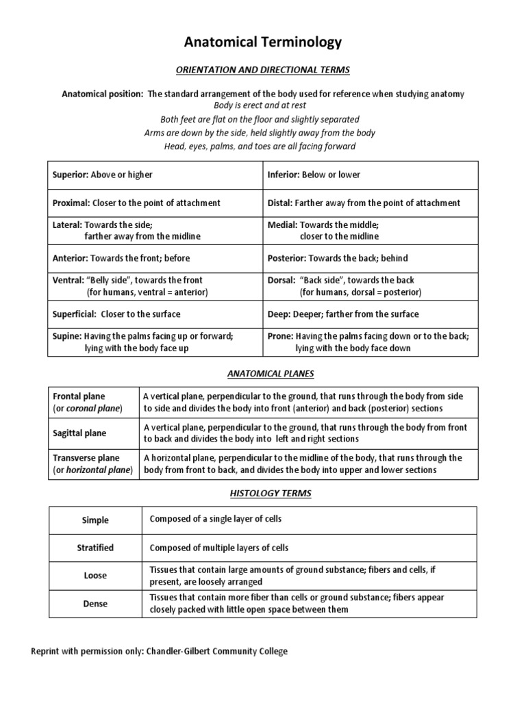 Anatomy Terminology PDF | PDF | Anatomical Terms Of Location | Human ...