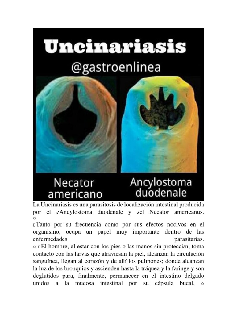 Uncinariasis PDF | PDF