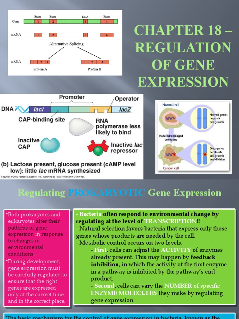 Chapter 18 - Regulation of Gene Expression | PDF | Operon | Chromatin