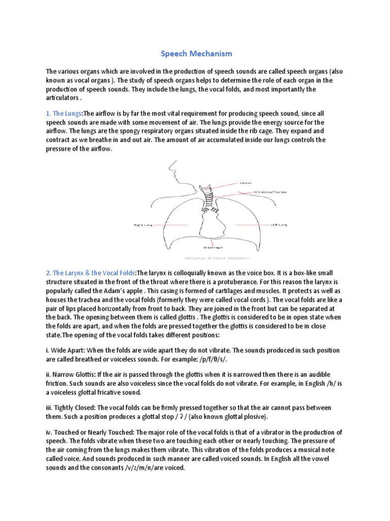 Speech Mechanism | PDF | Larynx | Sound Production