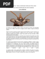 Tipos de Antenas de Insectos | PDF | Estudios de idiomas extranjeros ...