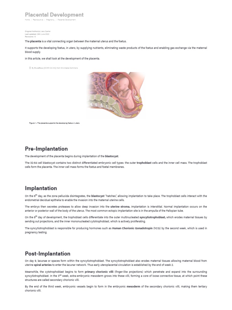 Placental Development - Implantation - Transfer - Clinical Relevance ...