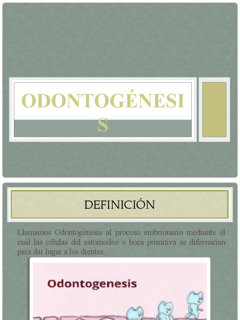 Odontogénesis: el proceso de formación de los dientes | PDF | Epitelio ...