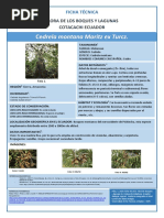 Arbol de Pochote 2.0 | PDF | Arboles | Entorno natural