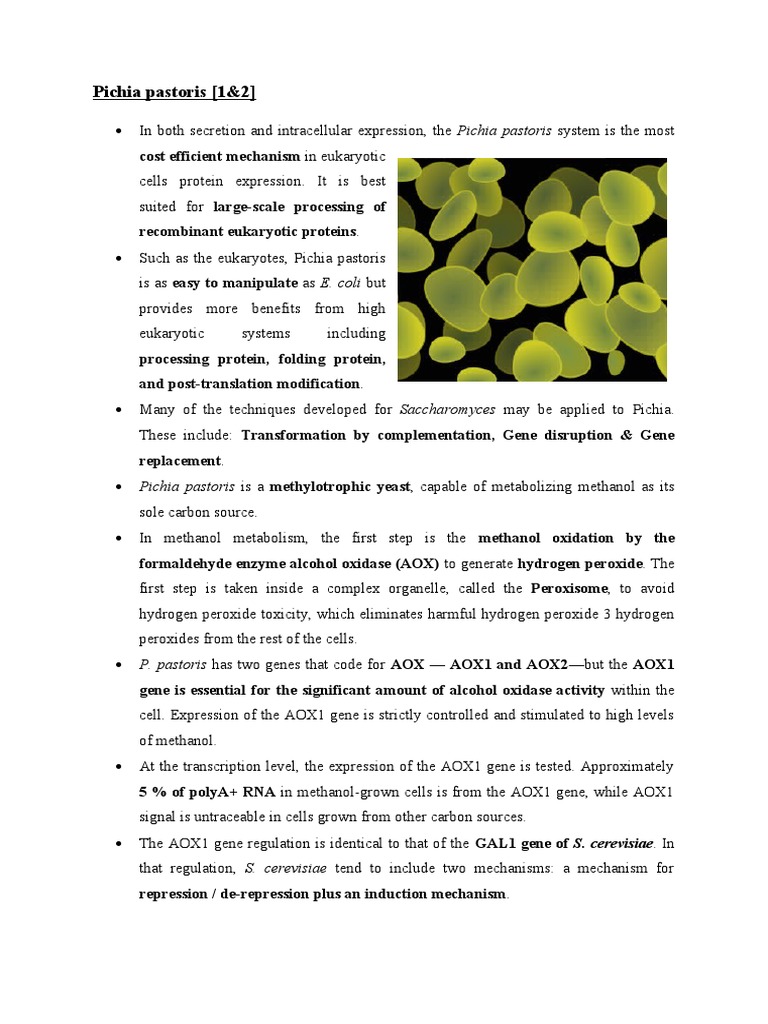 Pichia Pastoris | PDF | Gene | Life Sciences