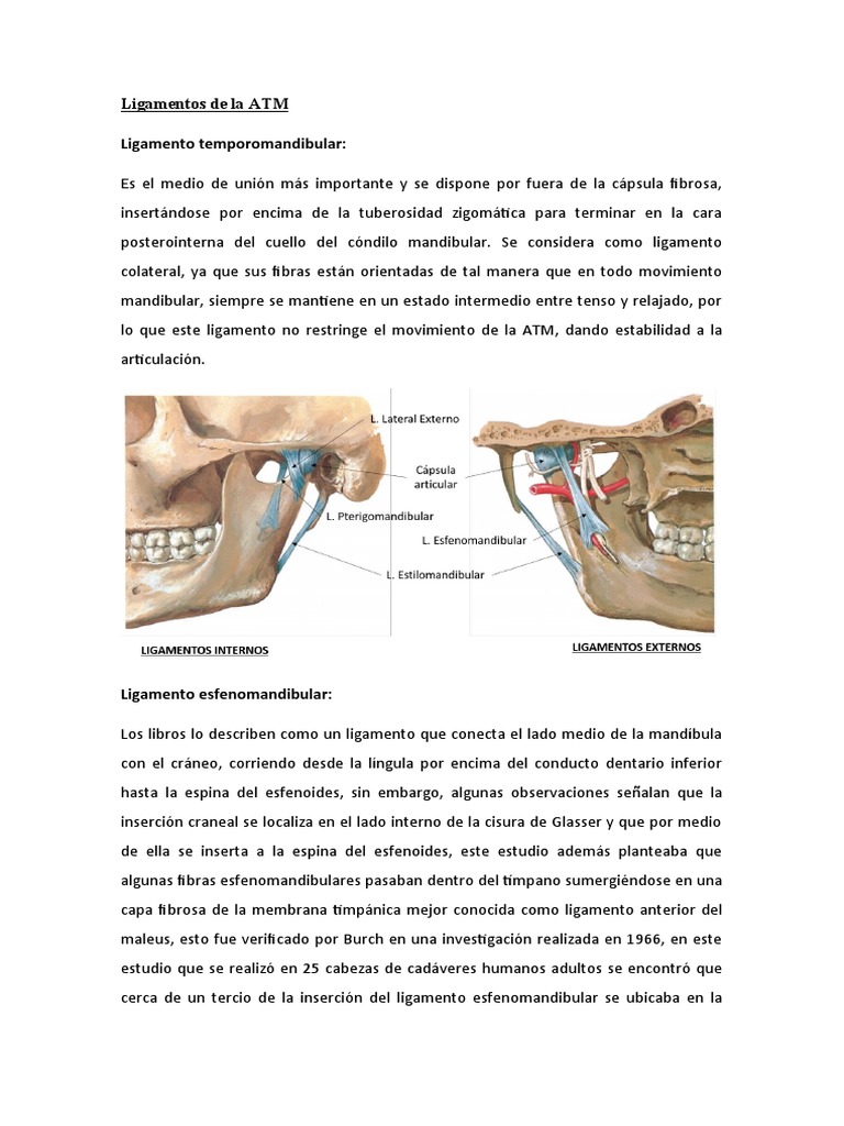 Ligamentos Atm | PDF | Sistema musculoesquelético | Cabeza y cuello humanos