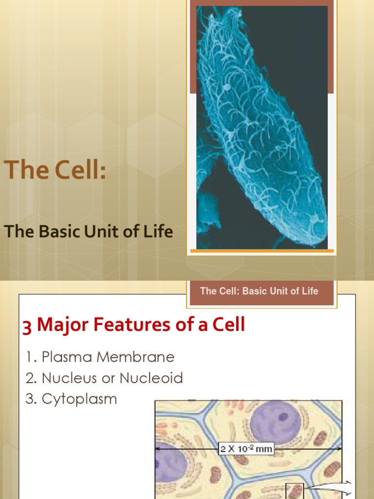 The Cell: Basic Unit of Life | PDF | Cell (Biology) | Cell Nucleus