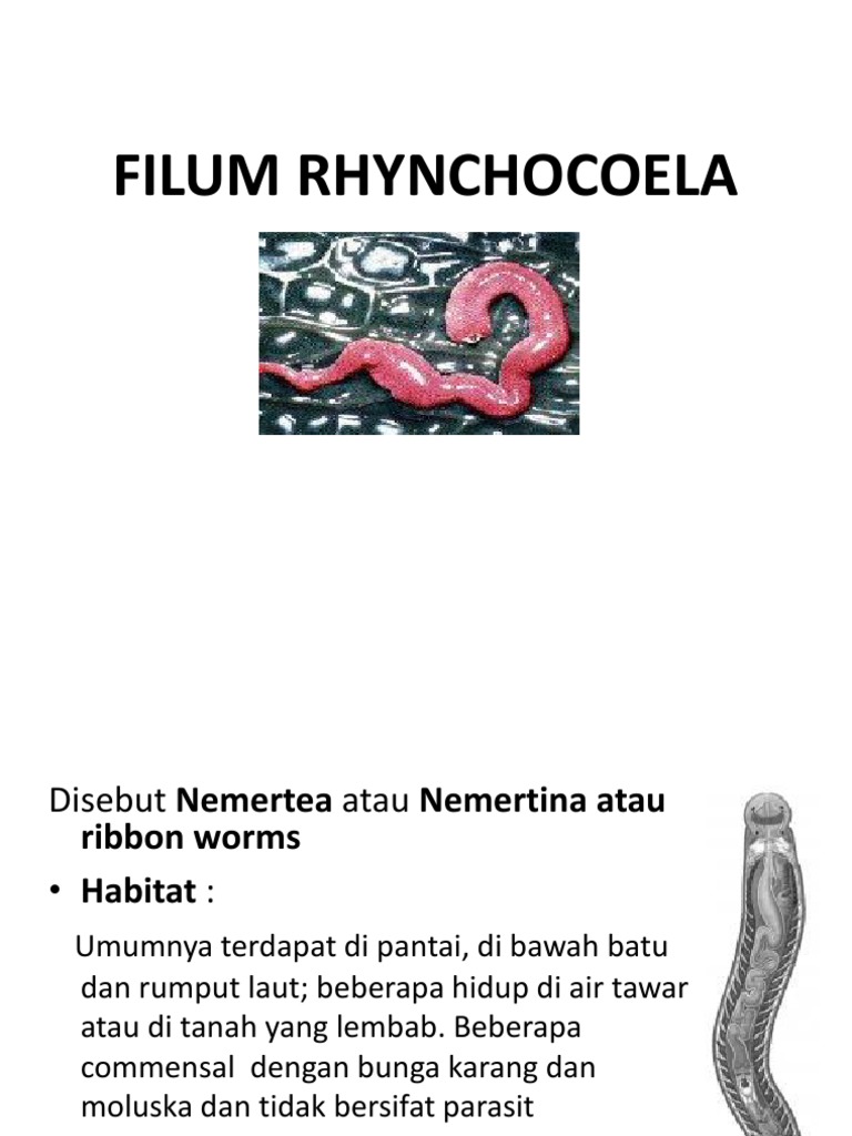 Filum RHYNCHOCOELA | PDF | Sains & Matematika