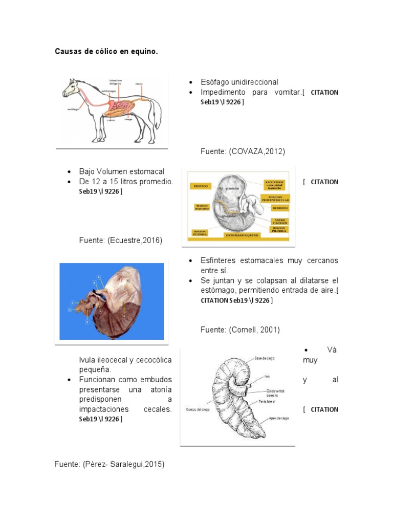 Causas de Cólico en Equino | PDF | Órgano (anatomía) | Anatomía
