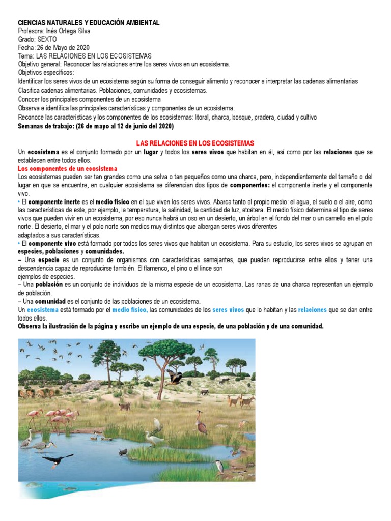 Relaciones en Ecosistemas para Niños | PDF | Ecosistema | Organismos
