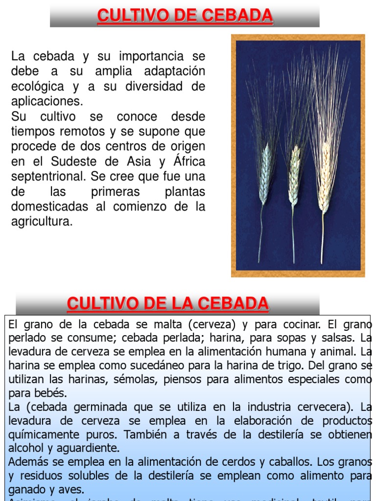 MORFOLOGIA CEBADA 2020 Resumido 1 | PDF