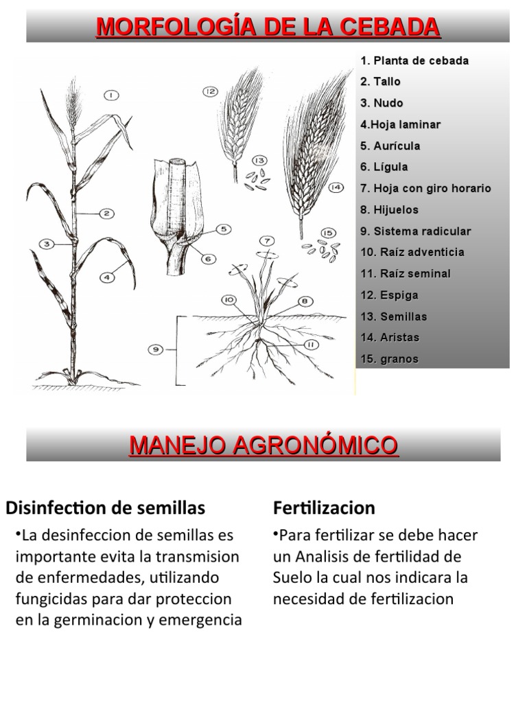 MORFOLOGIA CEBADA 2020 Resumido 2 | PDF
