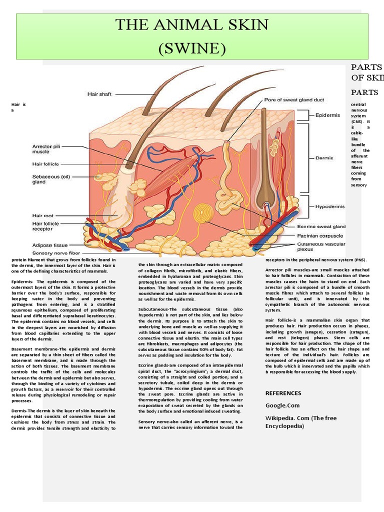 Anmal Skin (Chart) | PDF | Skin | Epidermis