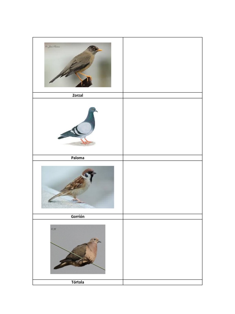 Aves Chilenas Zona Central | PDF