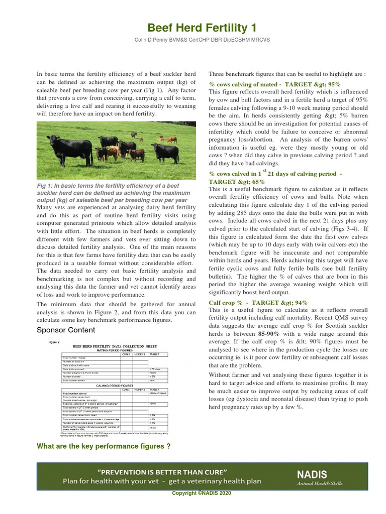 Beef Herd Fertility 1: Sponsor Content | PDF | Calf | Cattle