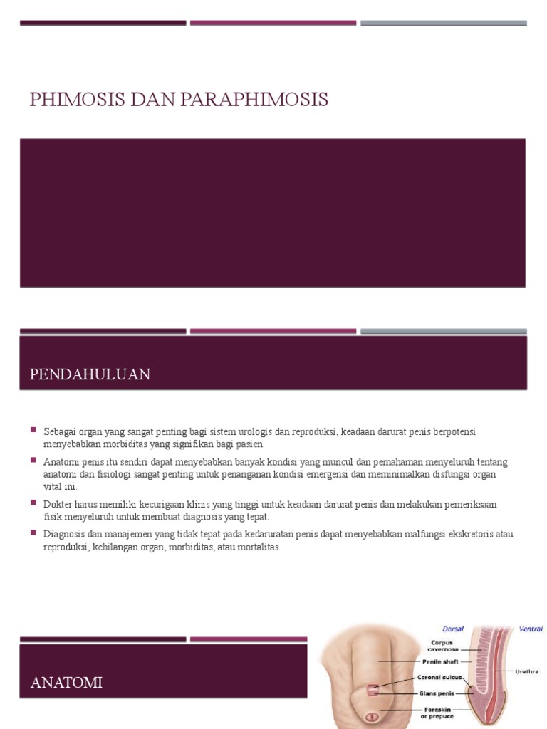Phimosis Paraphimosis | PDF