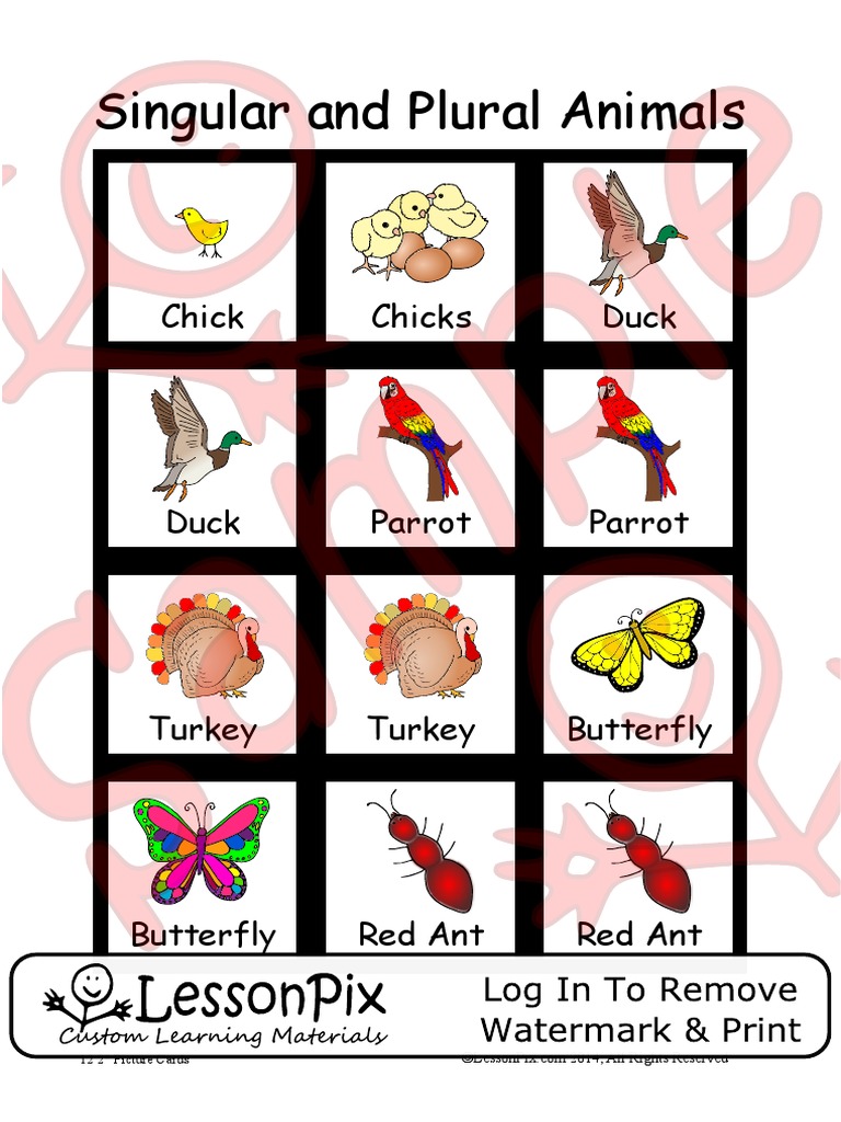 Singular and Plural Animals: Chick Chicks Duck | PDF